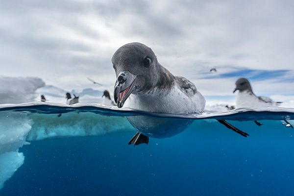 Bird photographer of the Year 2025 - Forte di Bard
